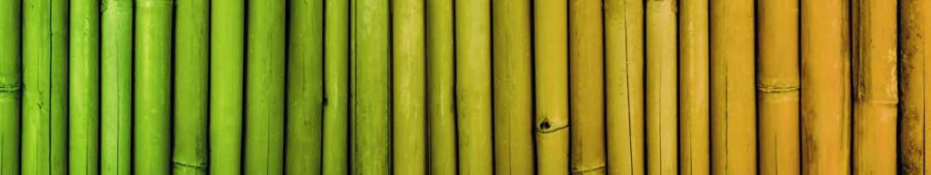 The Beauty of Bamboo: Exploring Colors, Care, and Facts